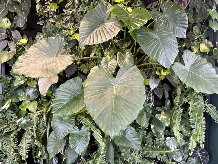 Houseplant 101: 7 beginner plants and how to make them thrive