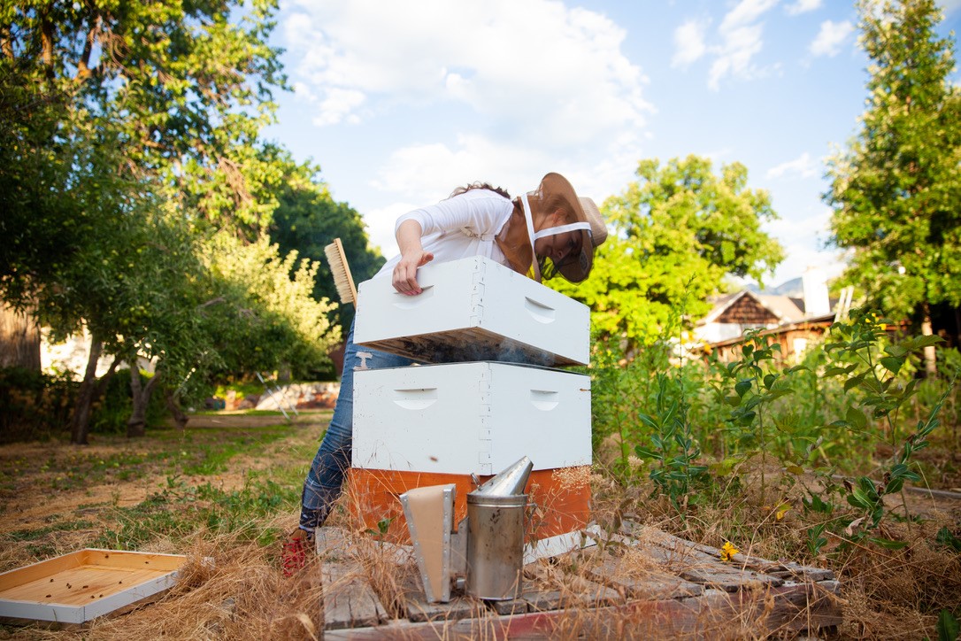 A Beginner's Guide to Beekeeping: 4 key questions to answer before you ...