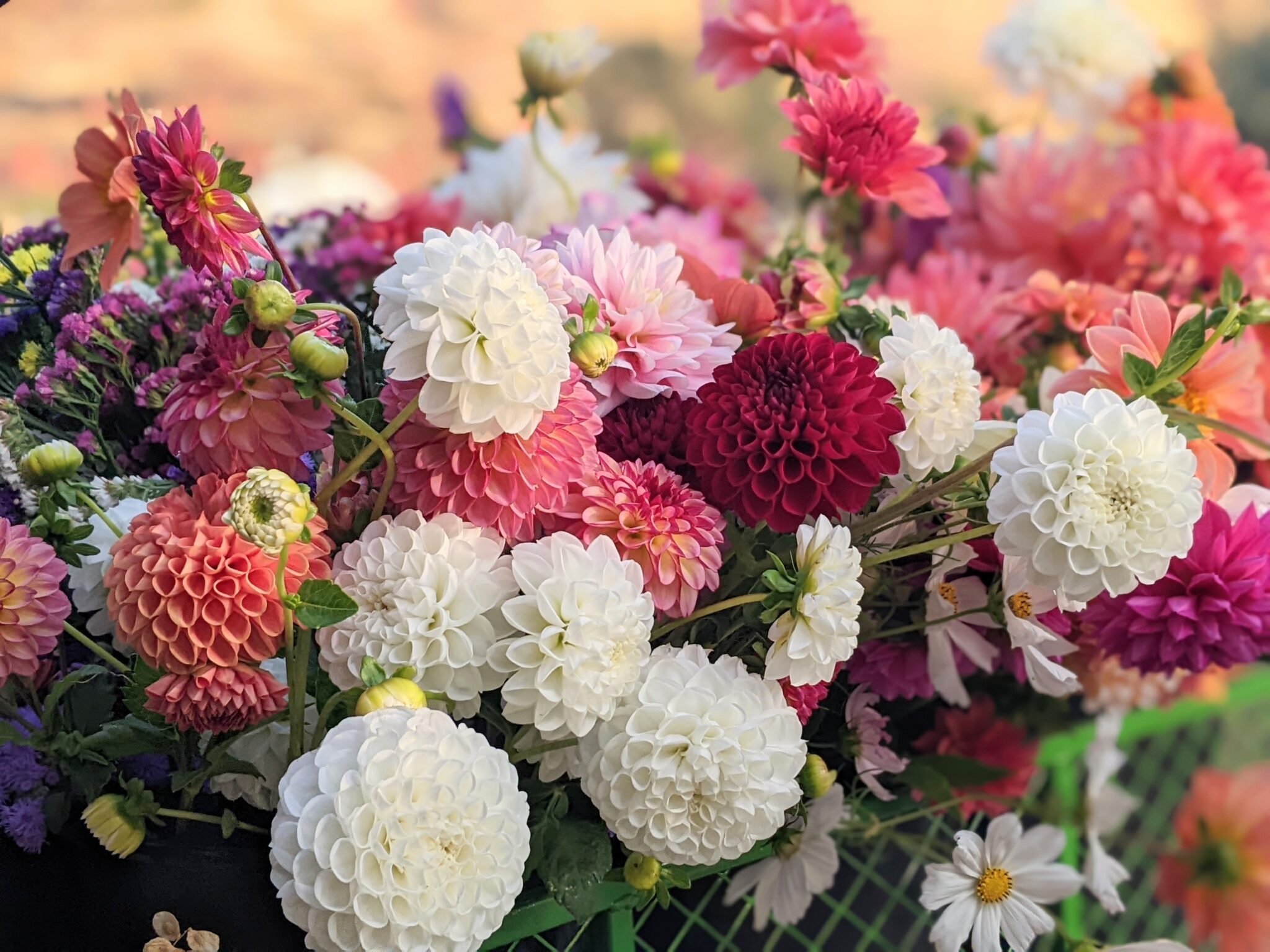 Dahlias are the perfect flowers for Utah! How to care for this easy-to ...